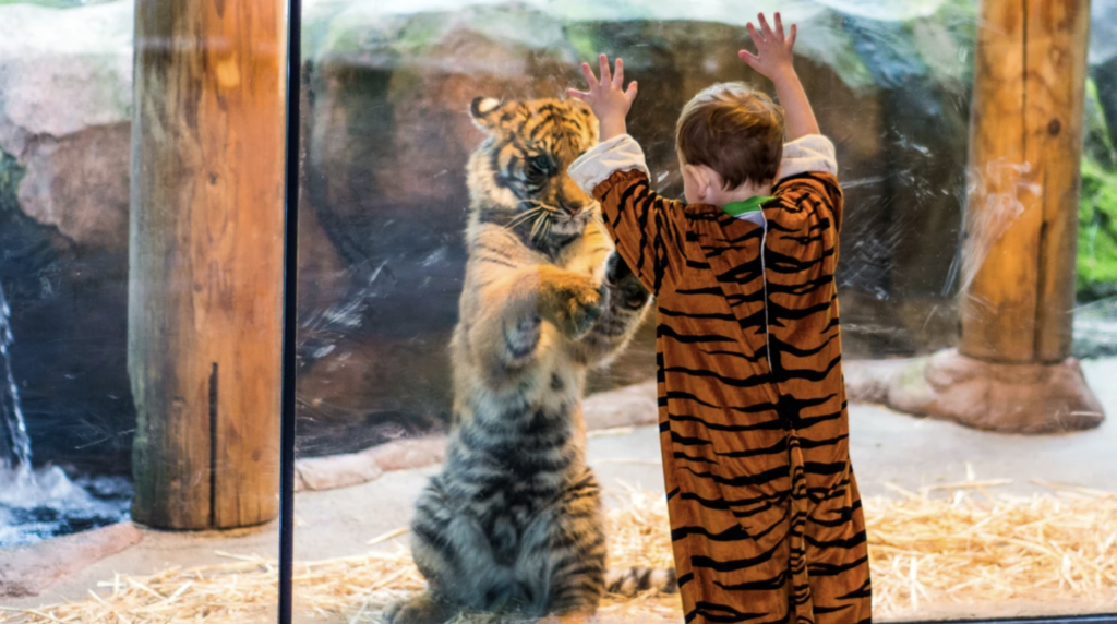 A mother in India saved her child from a tiger attack - BlogNews